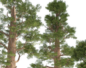 Animated Redwood 3D Models | CGTrader