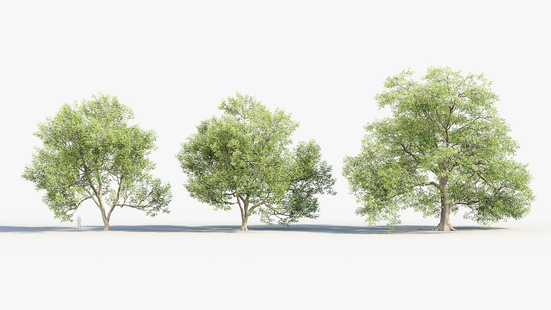 Ulmus laevis European white elm 3D model | CGTrader