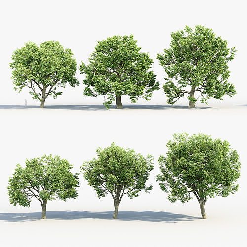 Acer pseudoplatanus Sycamore maple 3D model | CGTrader
