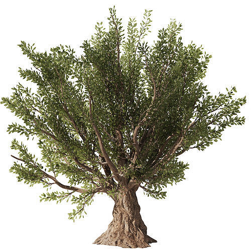 Olive Tree Set4 3D model | CGTrader