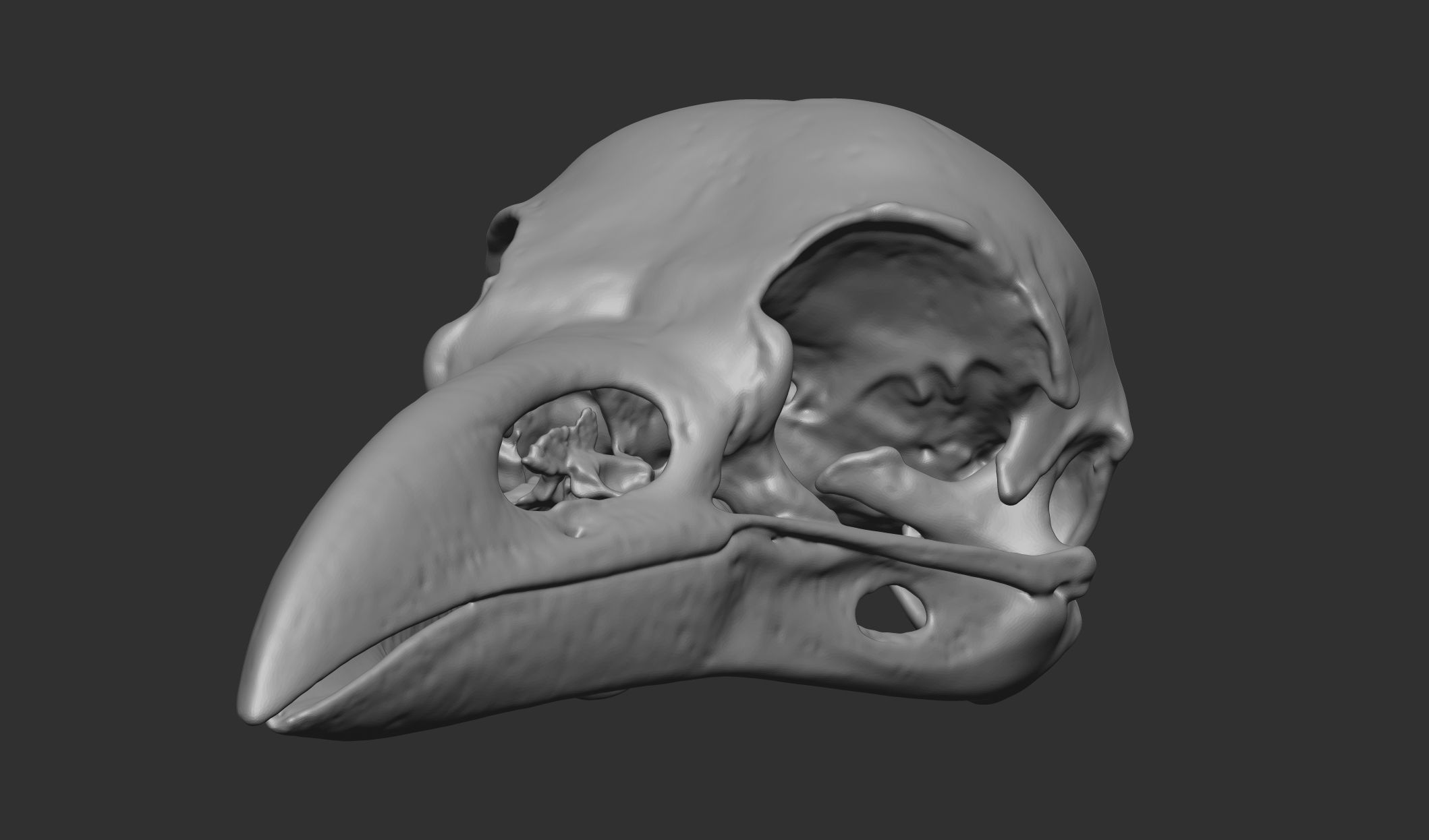 Raven Skull 3D model 3D printable | CGTrader