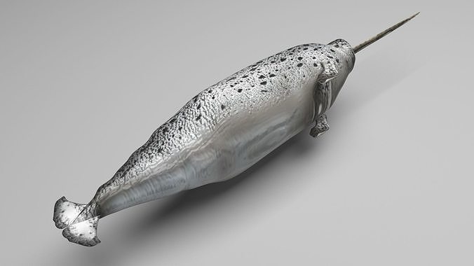 Narwhal 3D model | CGTrader