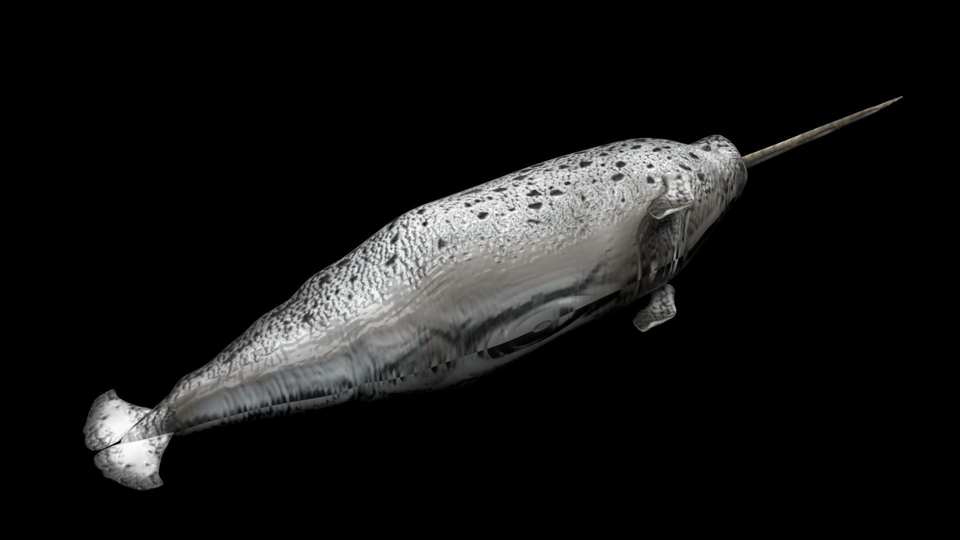 Narwhal 3D model | CGTrader
