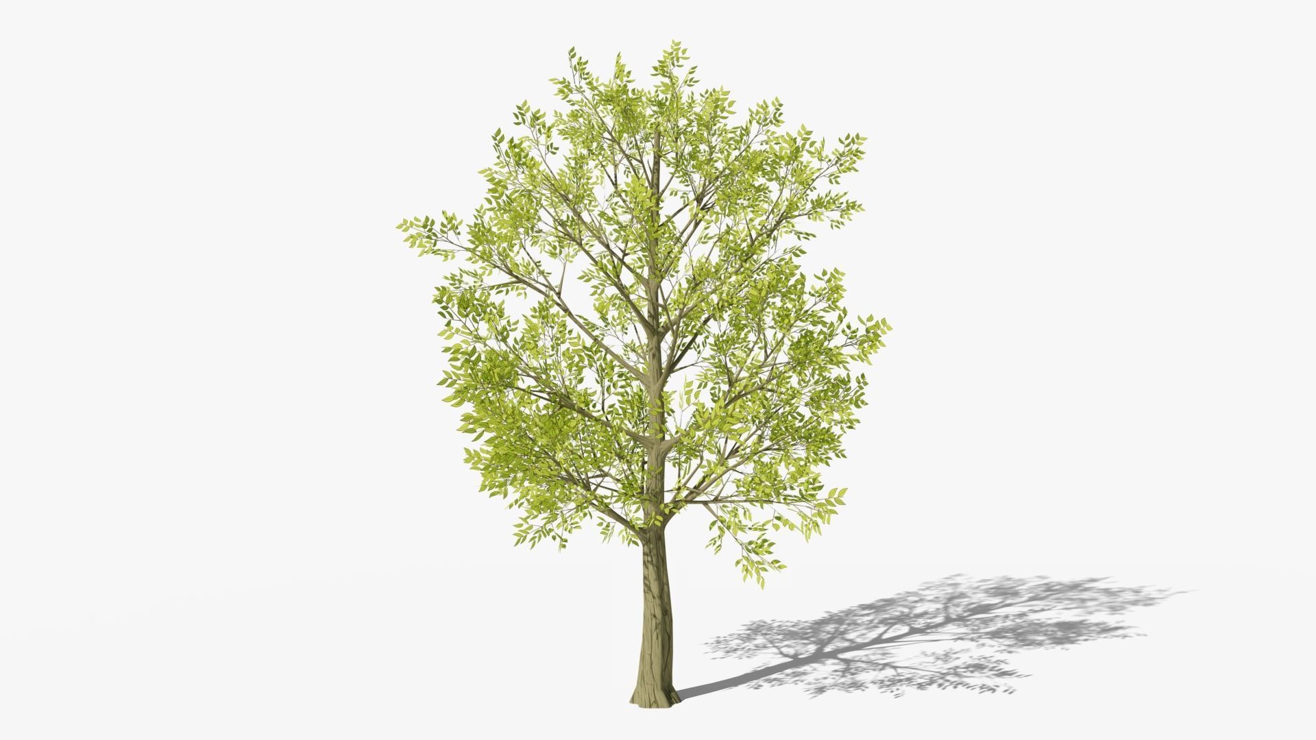 3D model Stylized Cartoon Beech Tree VR / AR / low-poly | CGTrader