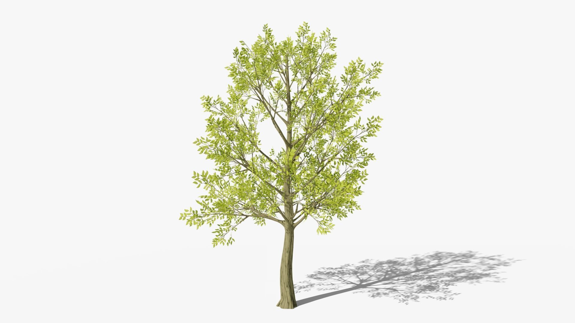 3D model Stylized Cartoon Beech Tree VR / AR / low-poly | CGTrader