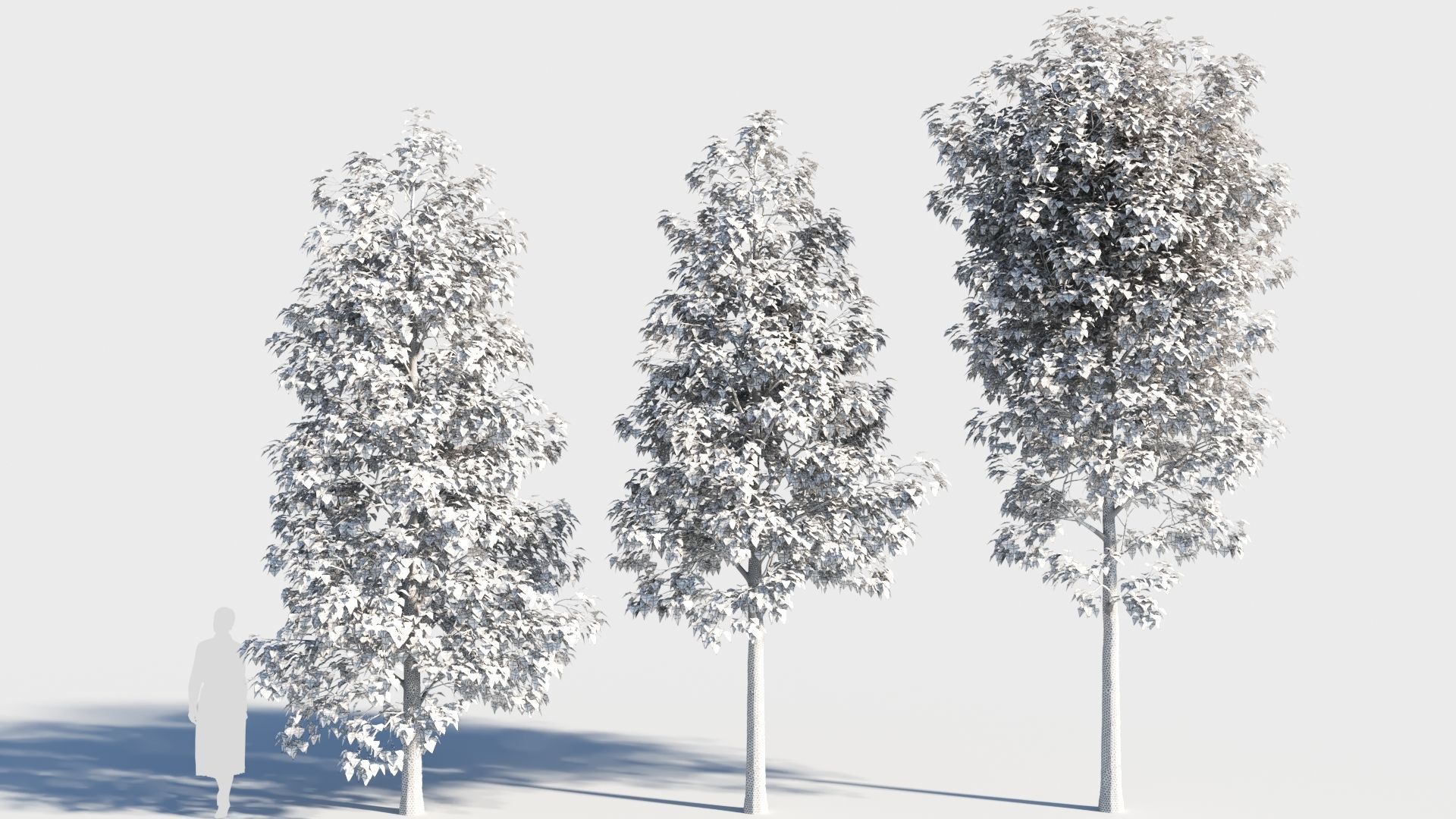 Populus balsamifera tree-1 3D model | CGTrader