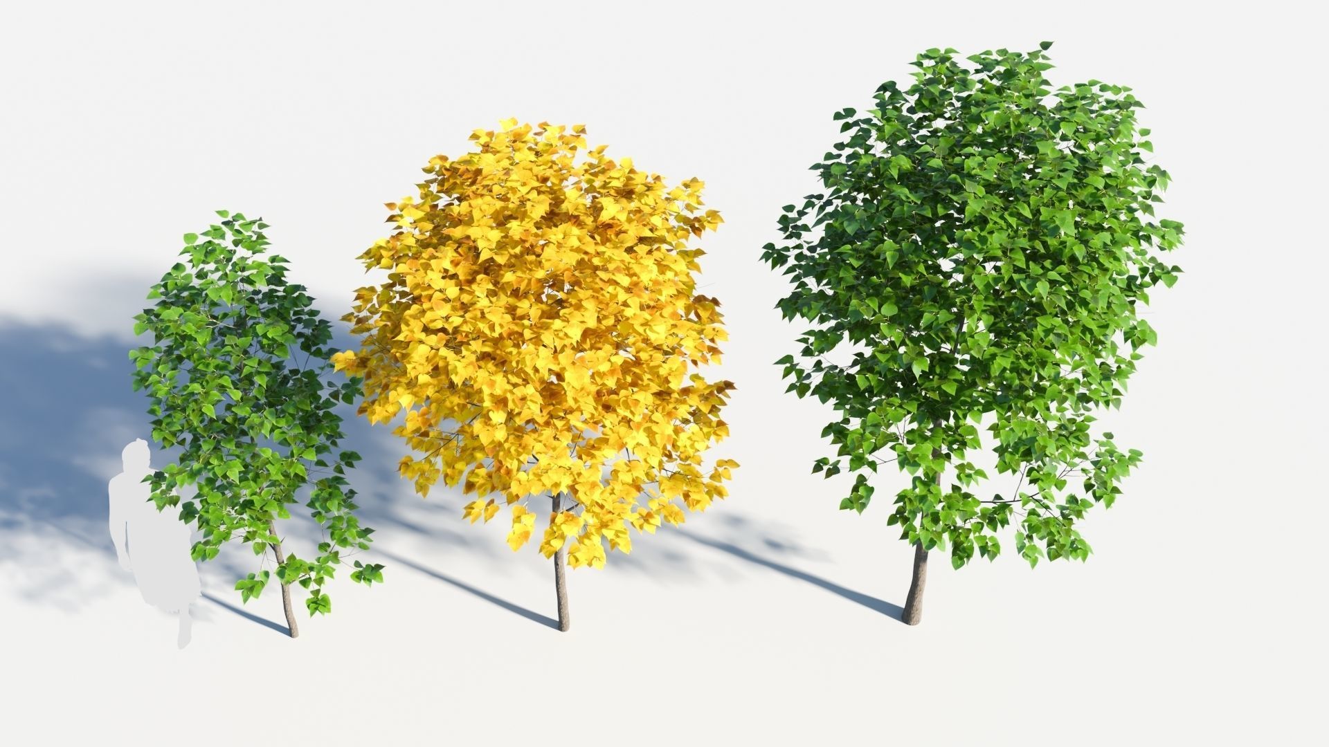 Populus balsamifera tree-2 3D model | CGTrader