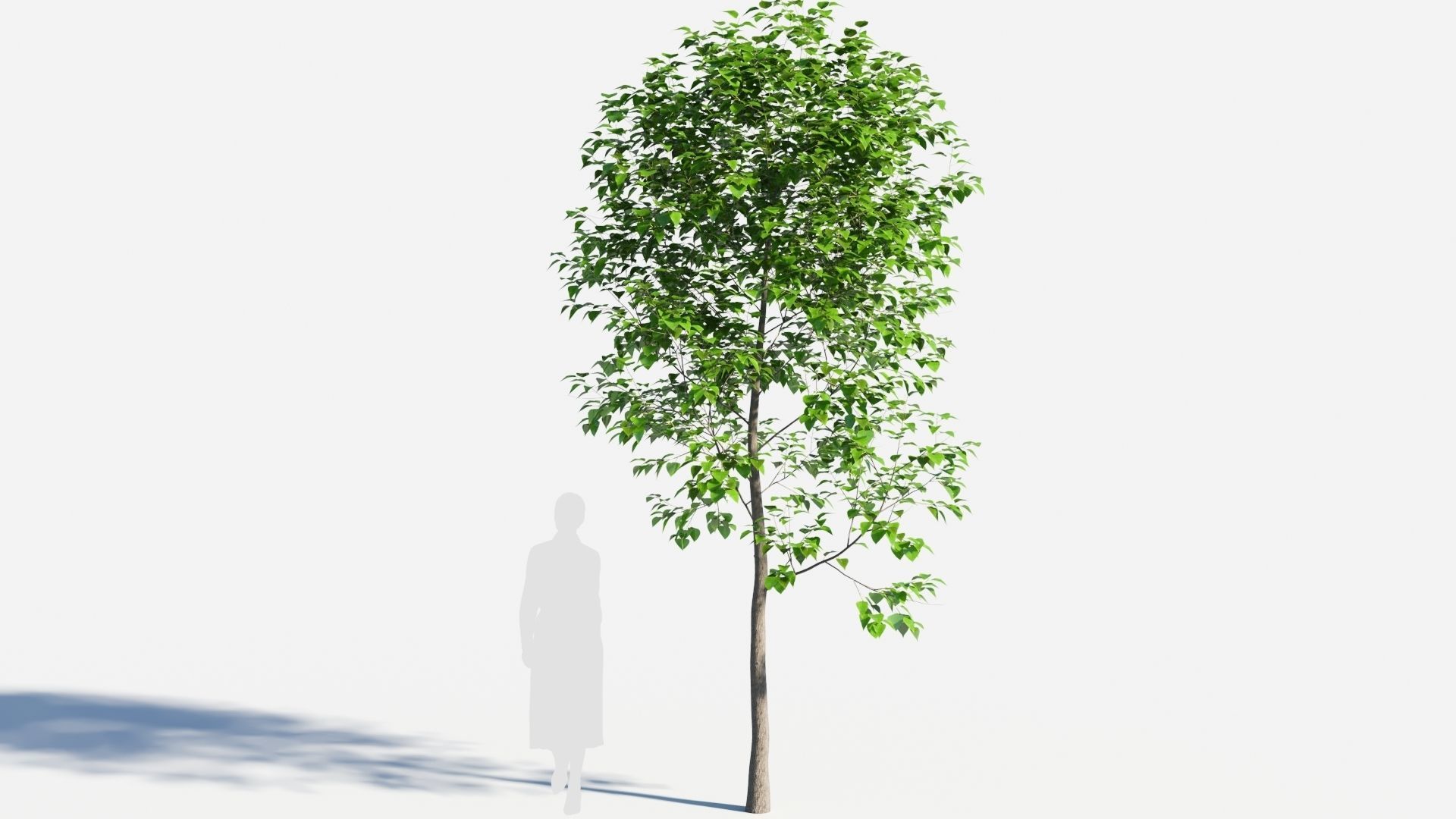 Populus balsamifera tree-2 3D model | CGTrader