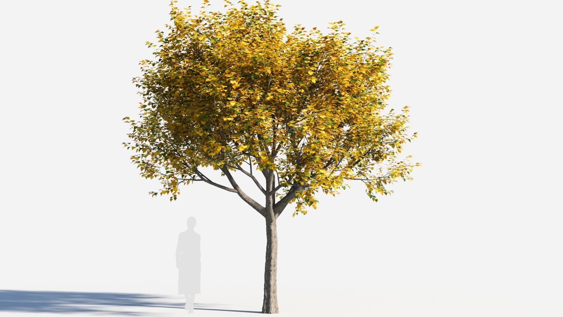 Populus balsamifera tree-4 3D model | CGTrader