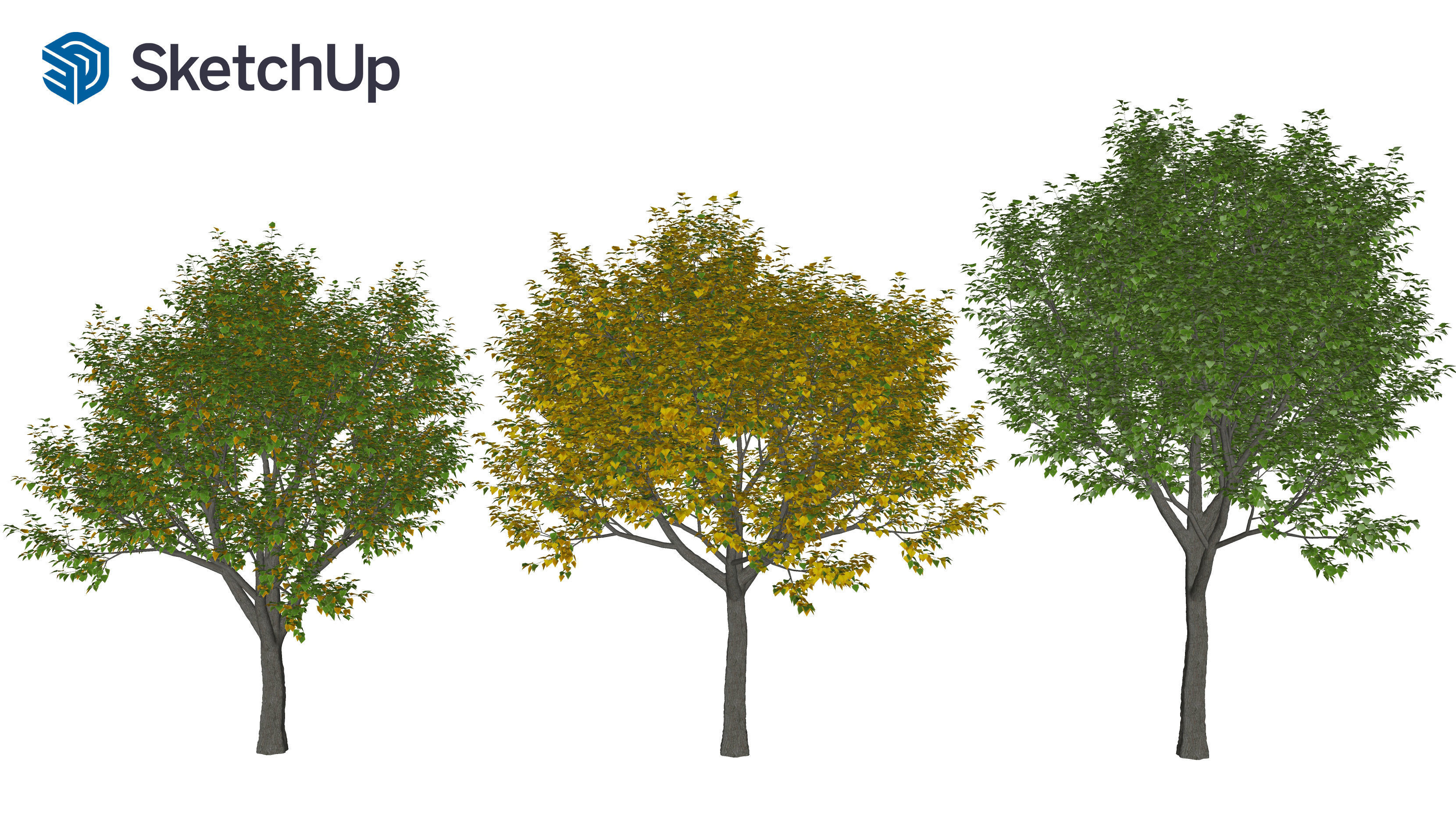 Populus balsamifera tree-4 3D model | CGTrader