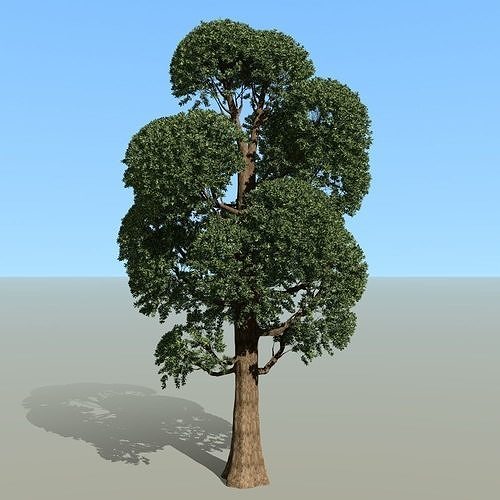 Japanese topiary - cloud prunning pine tree 3D model 3D model | CGTrader