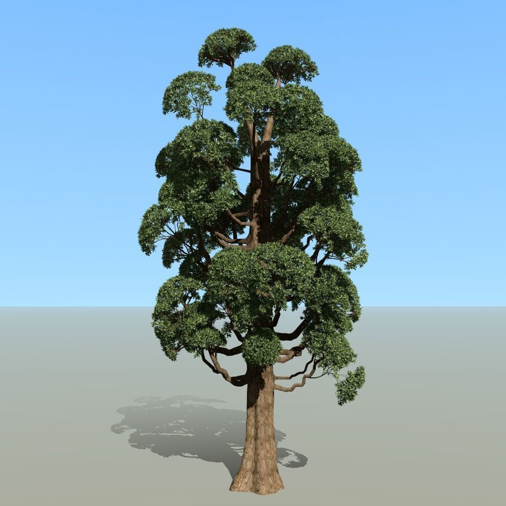 Japanese topiary - cloud prunning pine tree 3D model 3D model | CGTrader