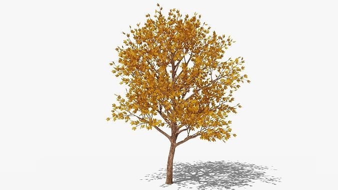 3D model Stylized Cartoon Maple Tree with Orange Leaves VR / AR / low ...