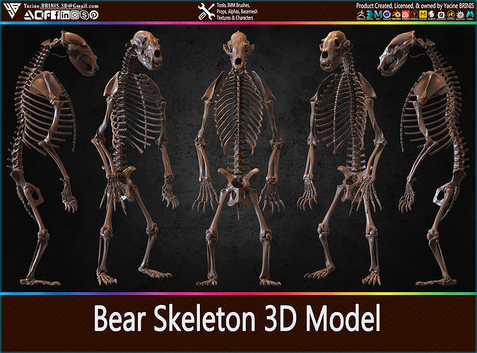 3D model Bear Skeleton 3D Model VR / AR / low-poly | CGTrader