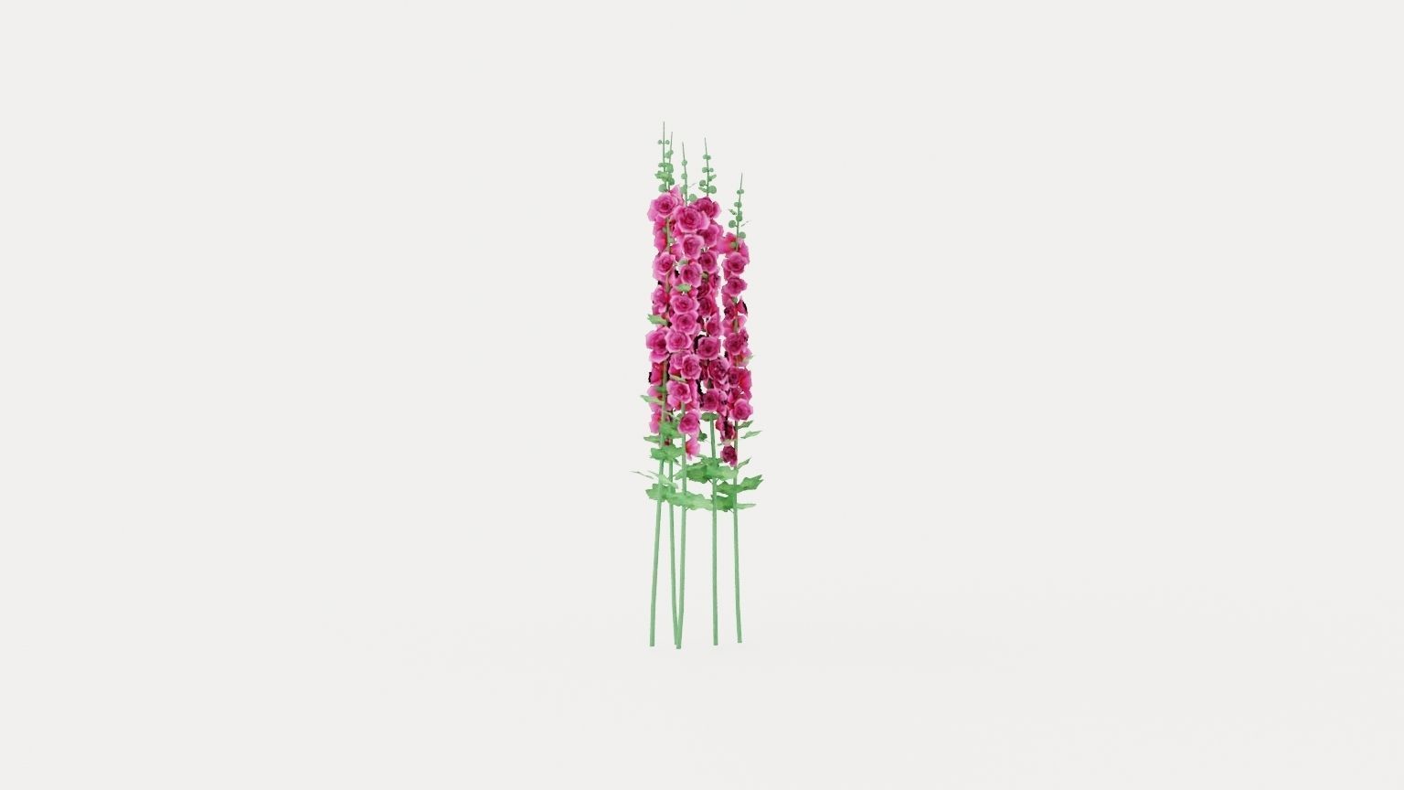 3D model Hollyhock Chaters Double Pink VR / AR / low-poly | CGTrader