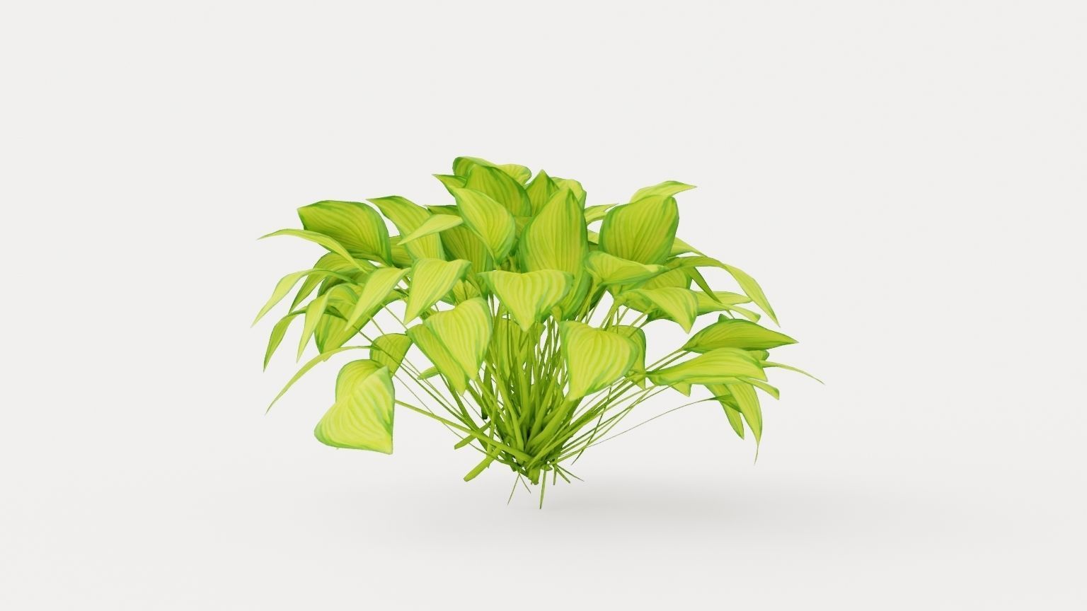 3D model Stained Glass Hosta VR / AR / low-poly | CGTrader