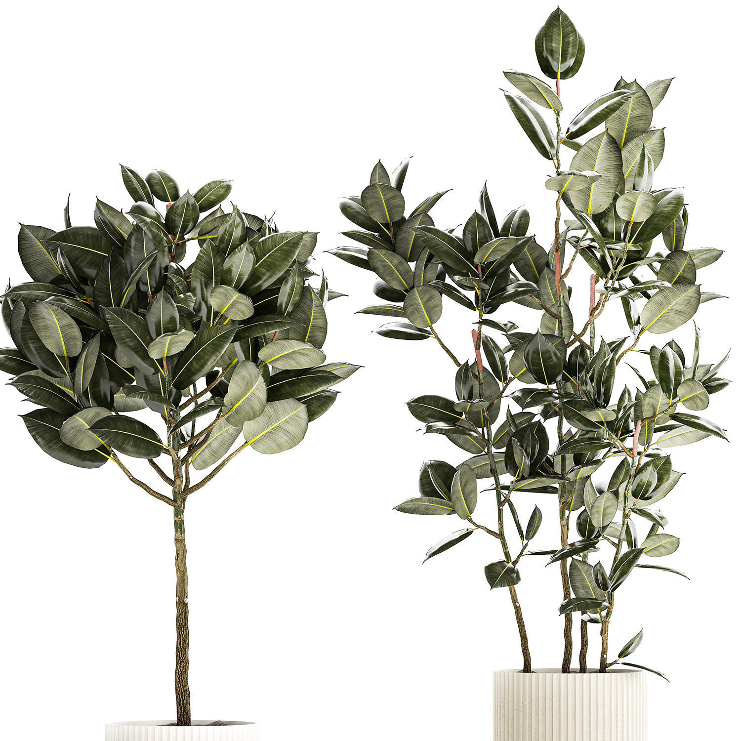 Beautiful Ficus elastica trees in a flower pot 1324 3D model | CGTrader