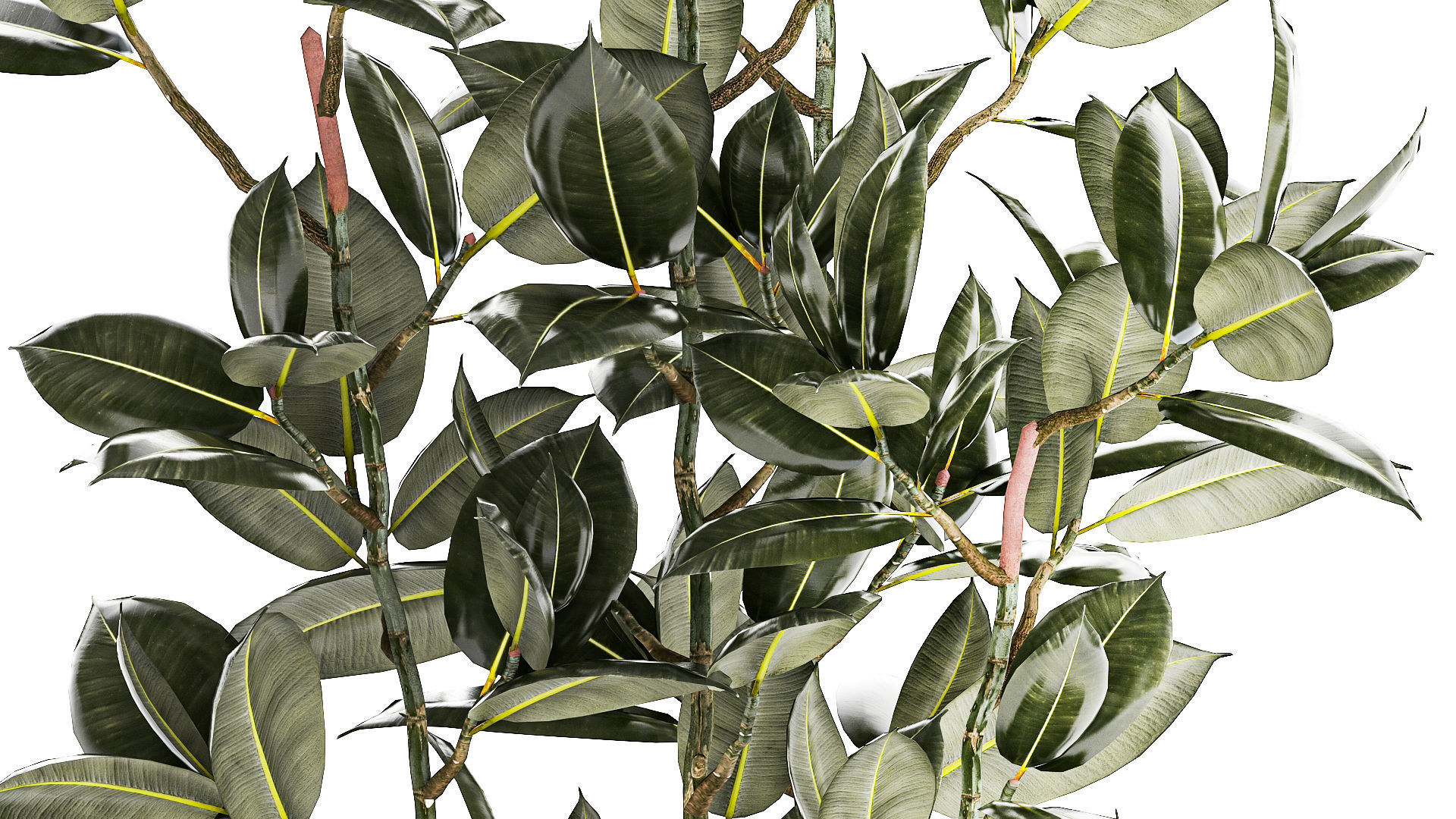 Beautiful Ficus elastica trees in a flower pot 1324 3D model | CGTrader