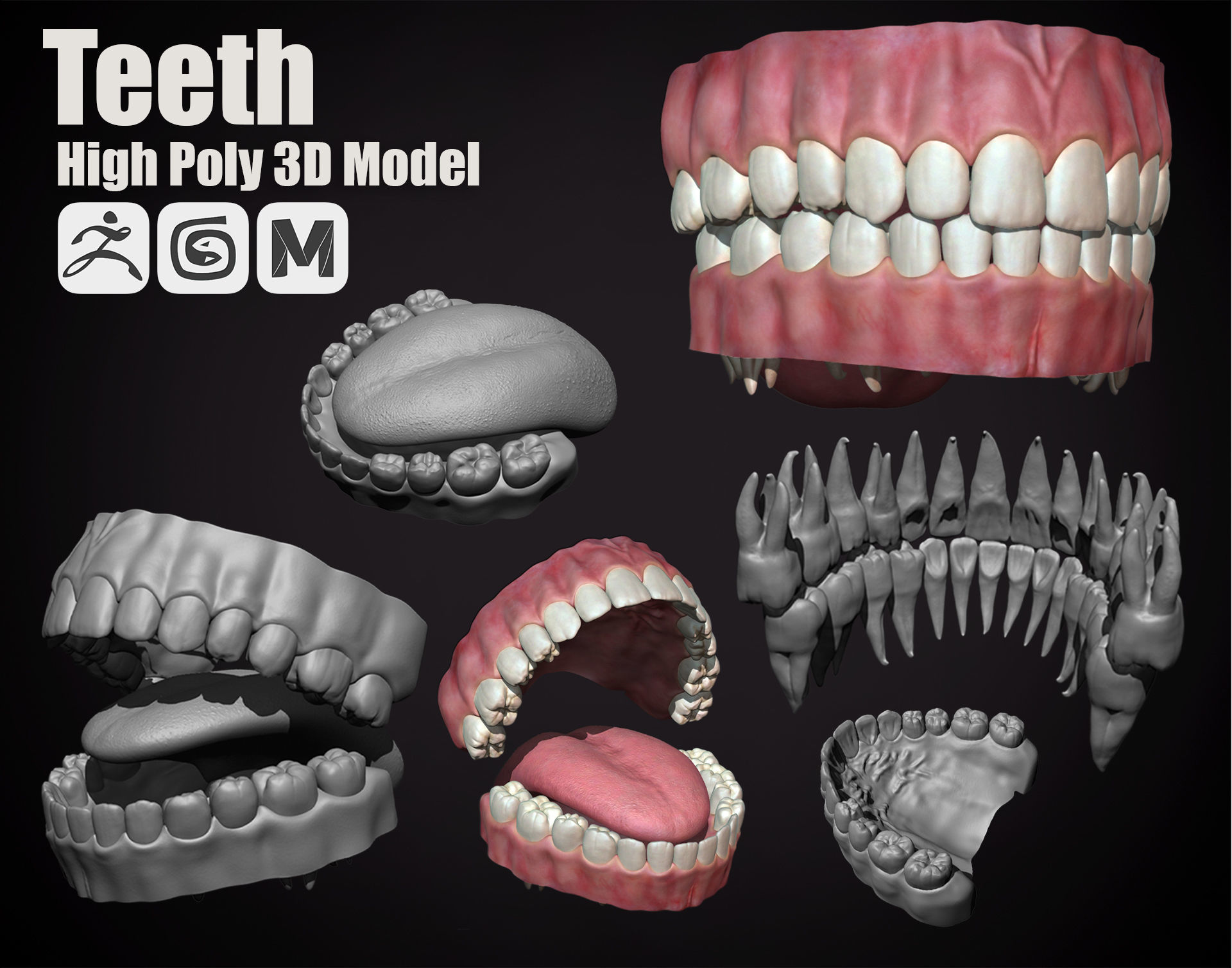 Teeth - High Poly Sculpt 3D model | CGTrader