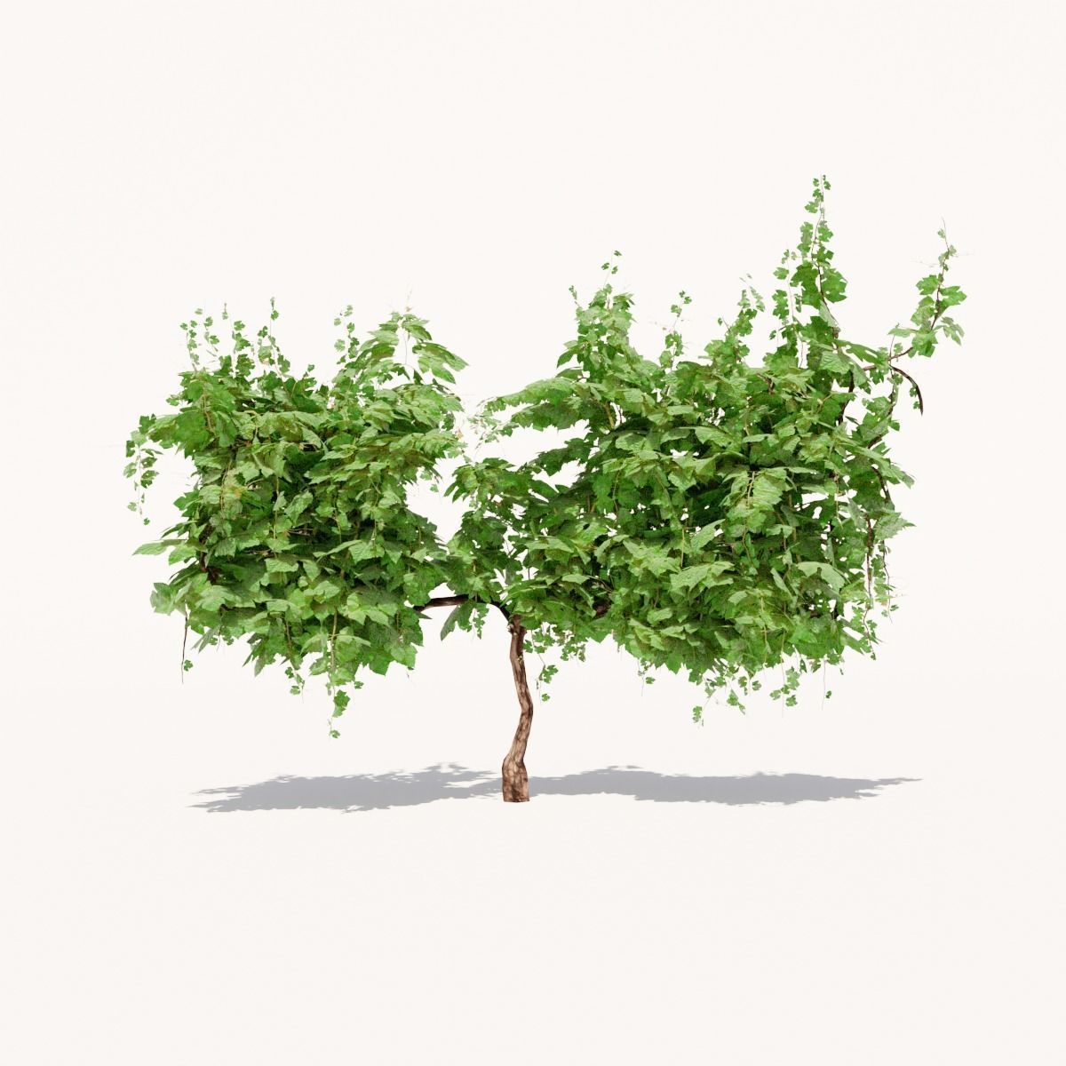 Grapevine Plant 001 Var 001 3D model | CGTrader