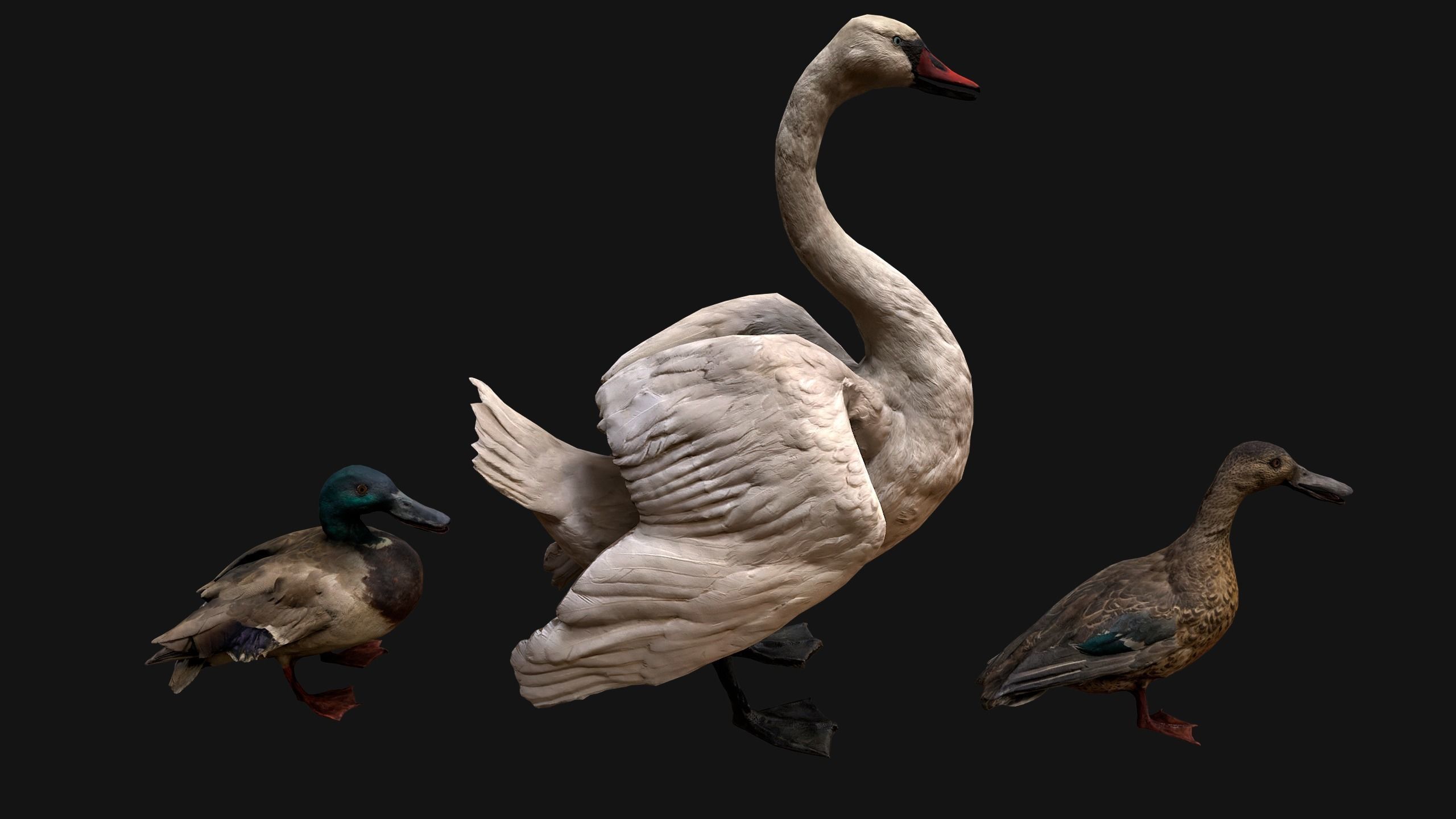 3D model Swan and Ducks Birds Pack VR / AR / low-poly | CGTrader
