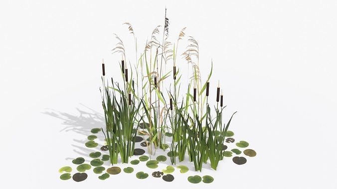 3D model Modular Wetland Plants Set 01 VR / AR / low-poly | CGTrader