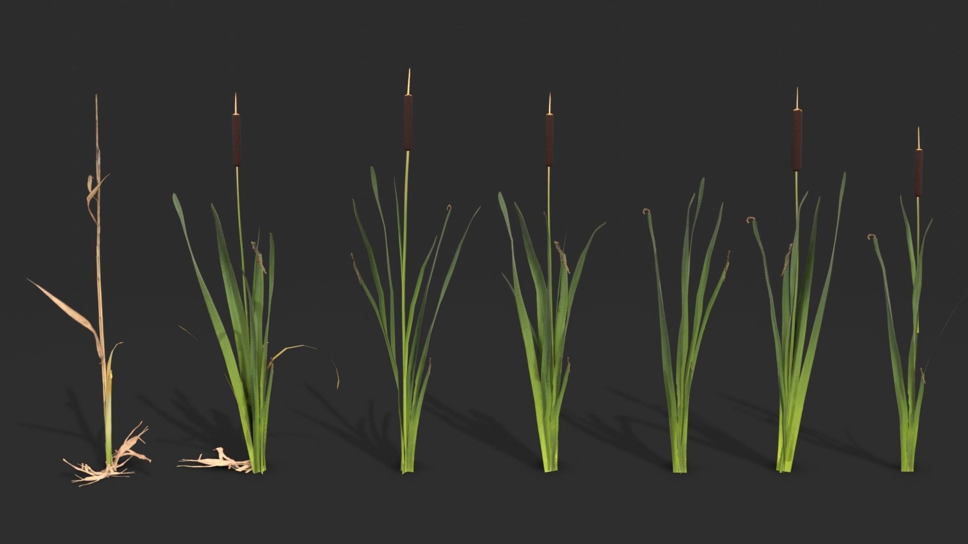 3D model Modular Wetland Plants Set 01 VR / AR / low-poly | CGTrader