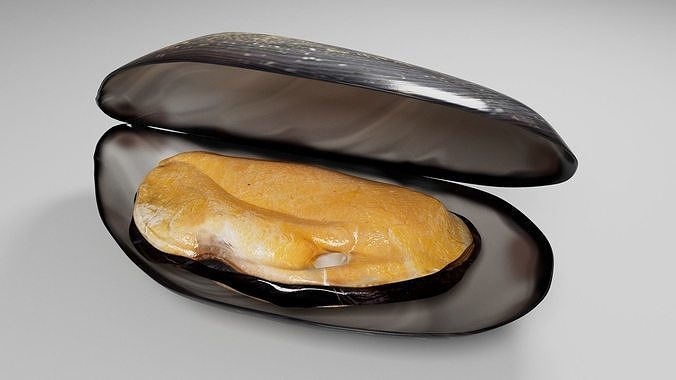 Mussel 3D model | CGTrader