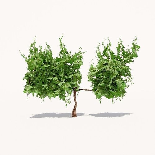 Grapevine Plant 001 Var 003 3D model | CGTrader