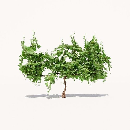 Grapevine Plant 001 Var 002 3D model | CGTrader