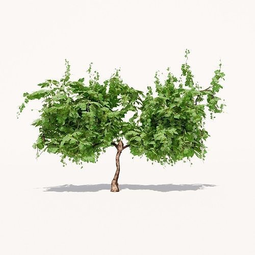 Grapevine Plant 001 Var 006 3D model | CGTrader