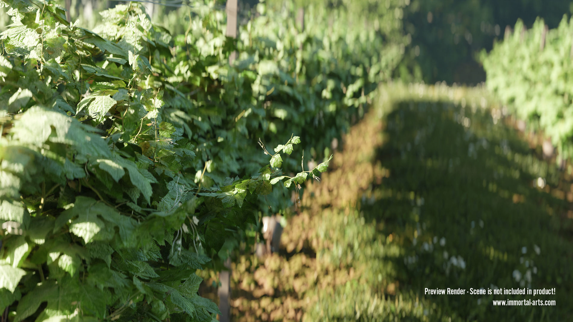 Grapevine Plant 001 Var 004 3D model | CGTrader