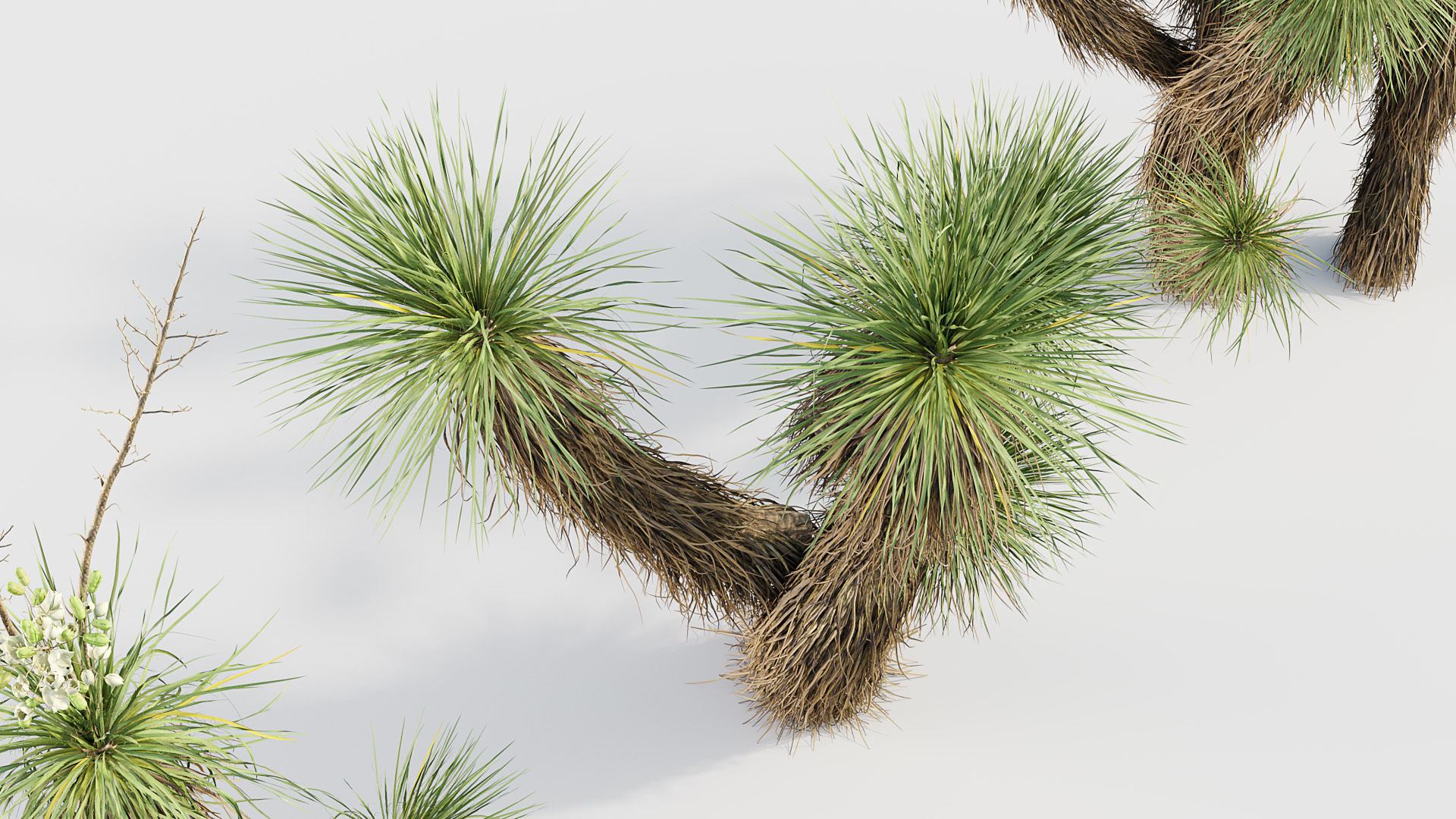 Yucca elata Soaptree Yuca 3D model | CGTrader
