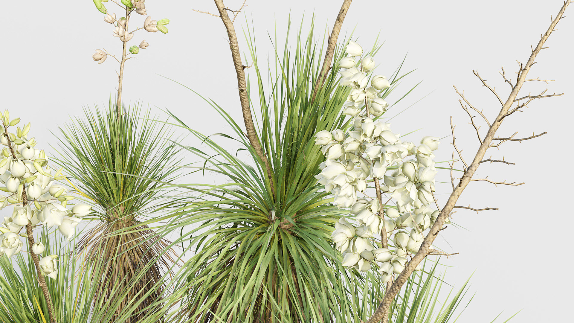 Yucca elata Soaptree Yuca 3D model | CGTrader