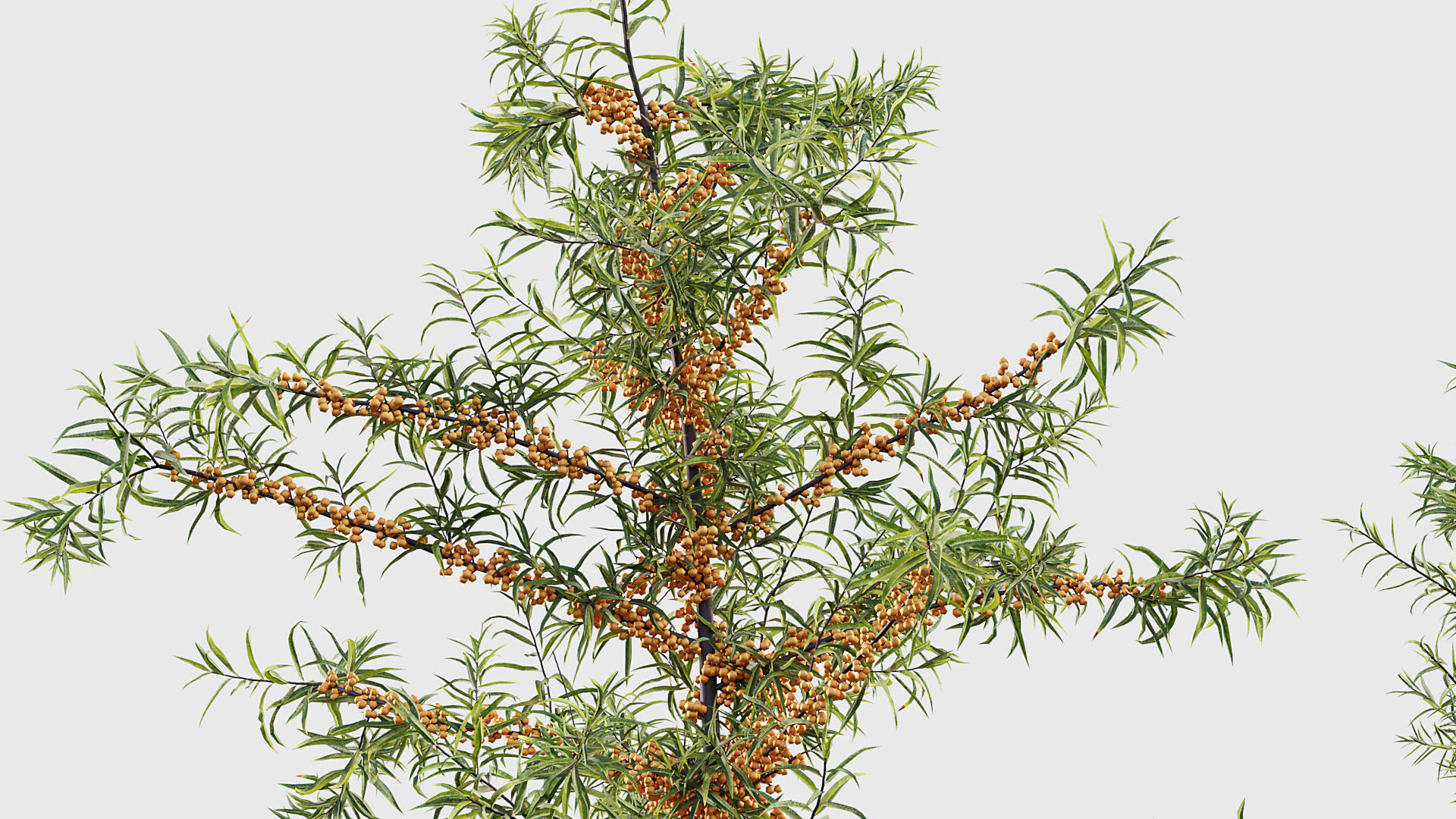 Hippophae rhamnoides Sea buckthorn 3D model | CGTrader
