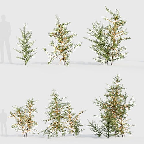 Hippophae rhamnoides Sea buckthorn 3D model | CGTrader