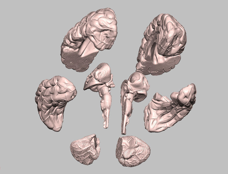Human Brain Medical Model For Educational Purposes 3D model 3D ...