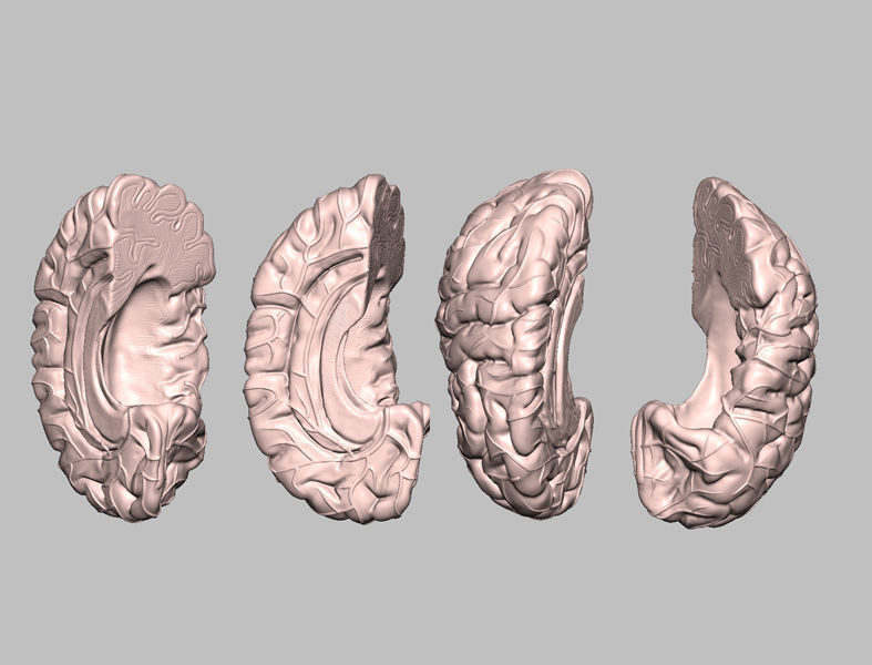 Human Brain Medical Model For Educational Purposes 3D model 3D ...