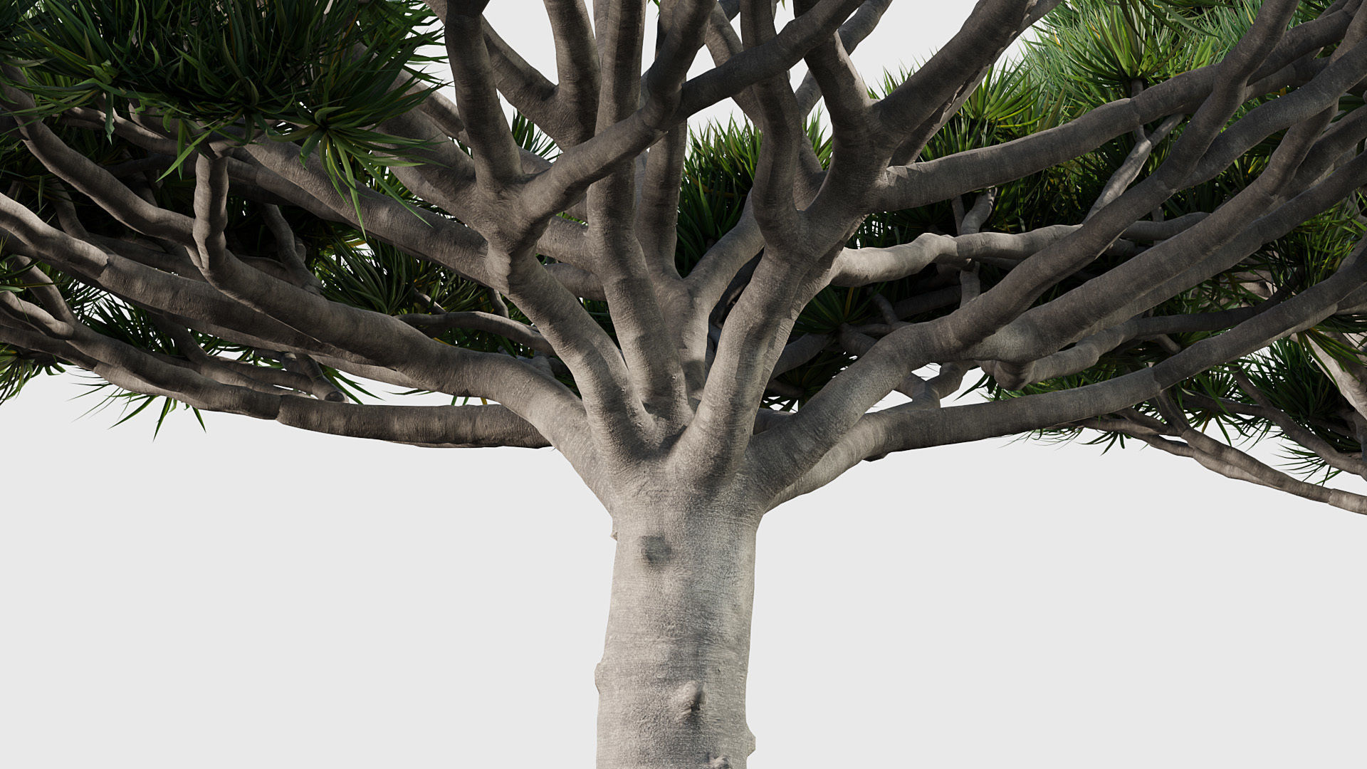 Dracaena draco Dragon tree 3D model | CGTrader