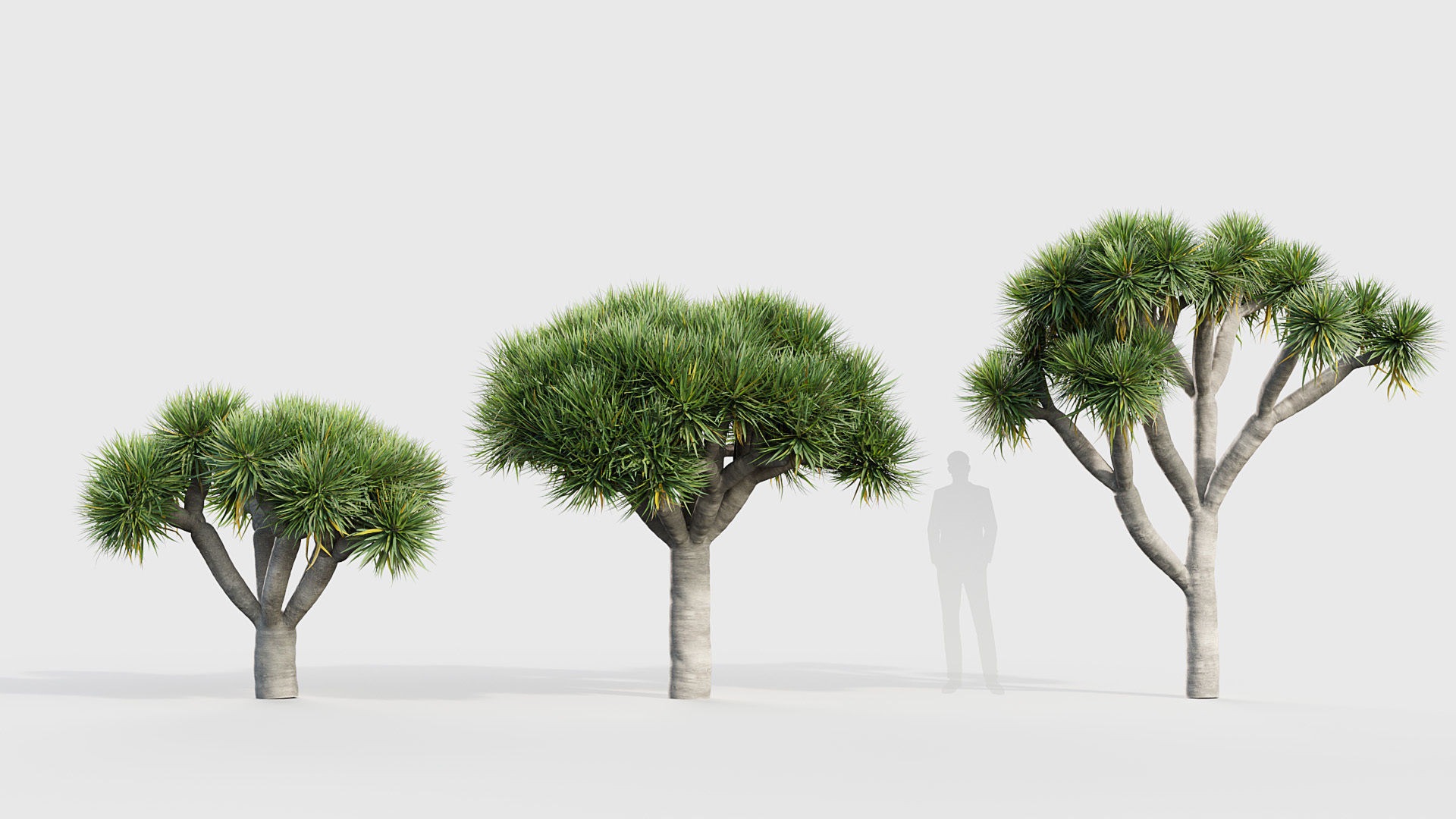 Dracaena draco Dragon tree 3D model | CGTrader