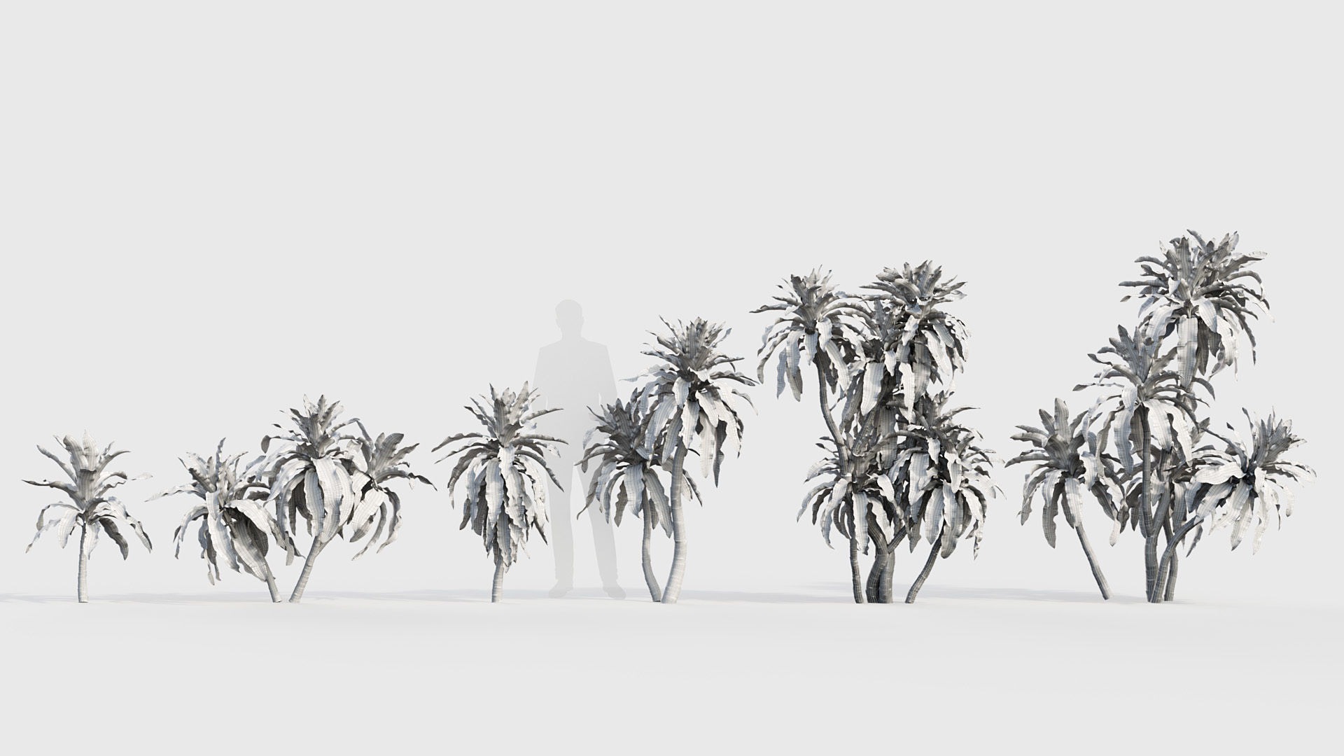 Dracaena aletriformis Dragon tree 3D model | CGTrader