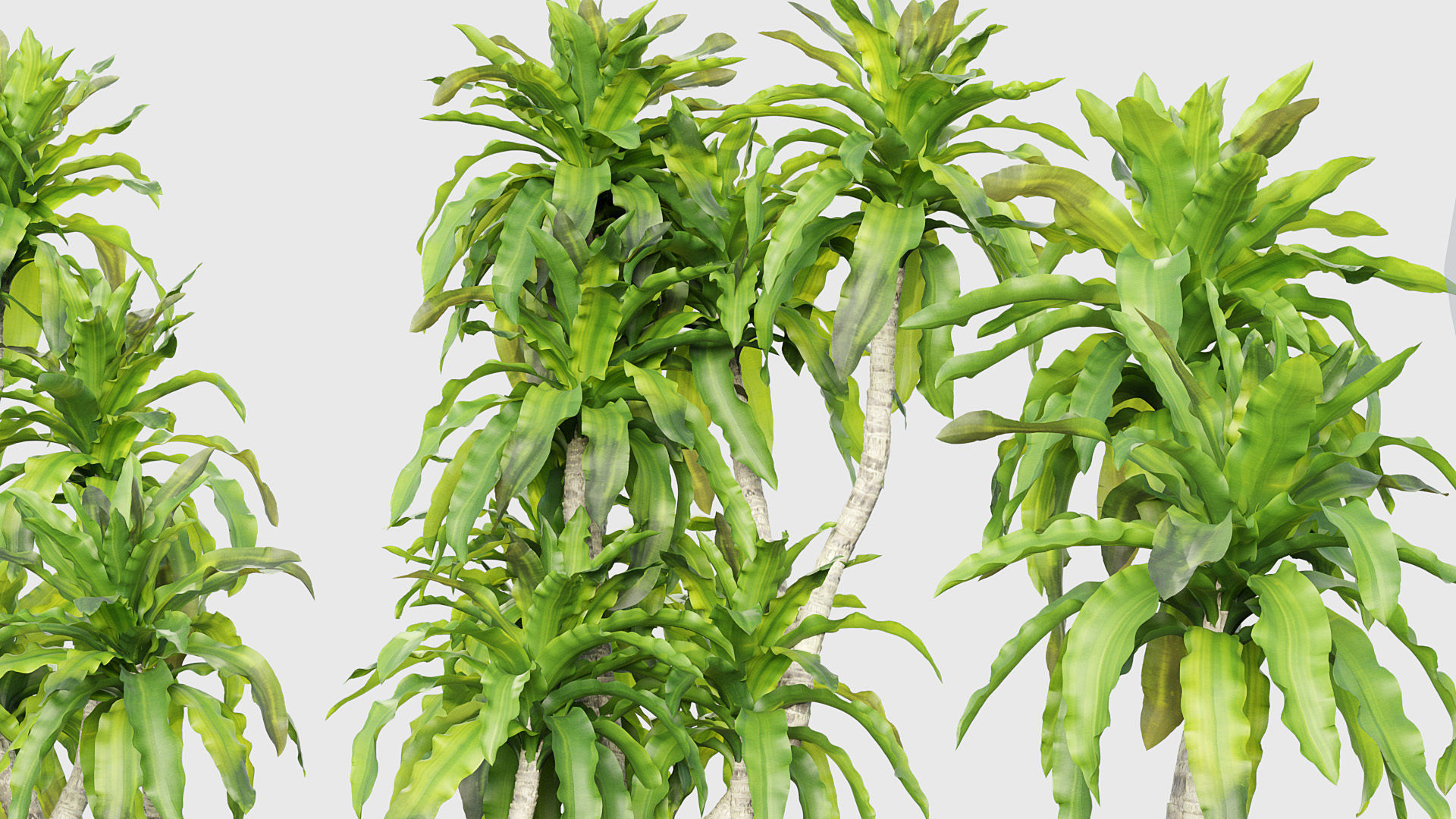 Dracaena aletriformis Dragon tree 3D model | CGTrader