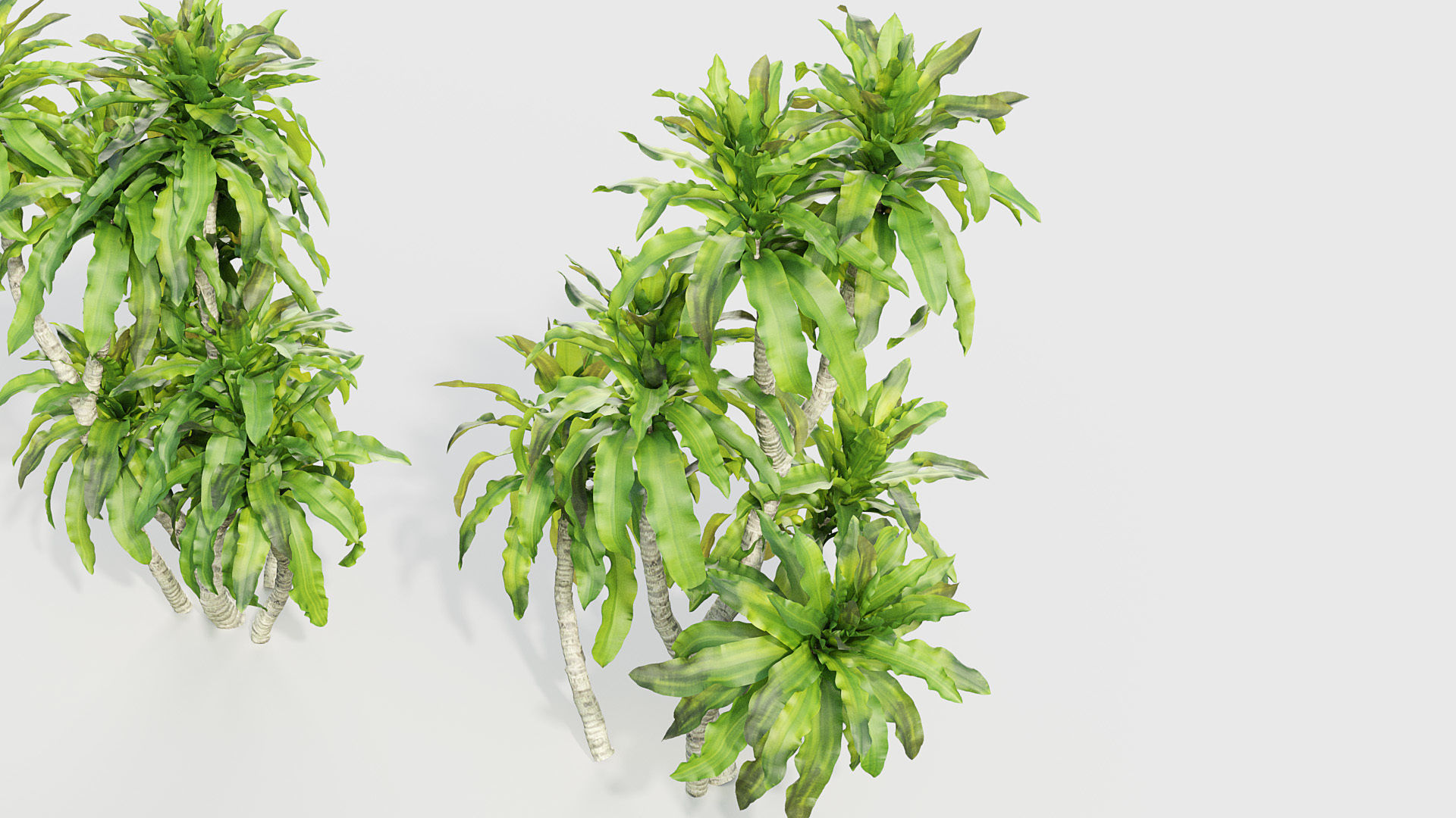 Dracaena aletriformis Dragon tree 3D model | CGTrader