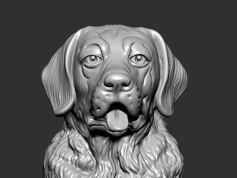 Labrador Dog Bust 3D model 3D printable | CGTrader