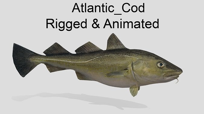 3D model Atlantic-Cod Realistic Animated VR / AR / low-poly | CGTrader