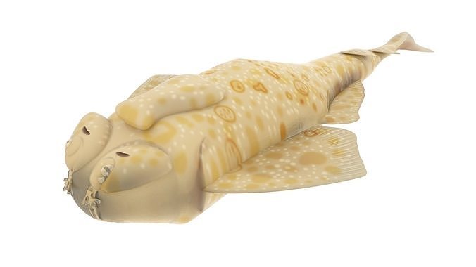 Angel Shark 3d Model Cgtrader