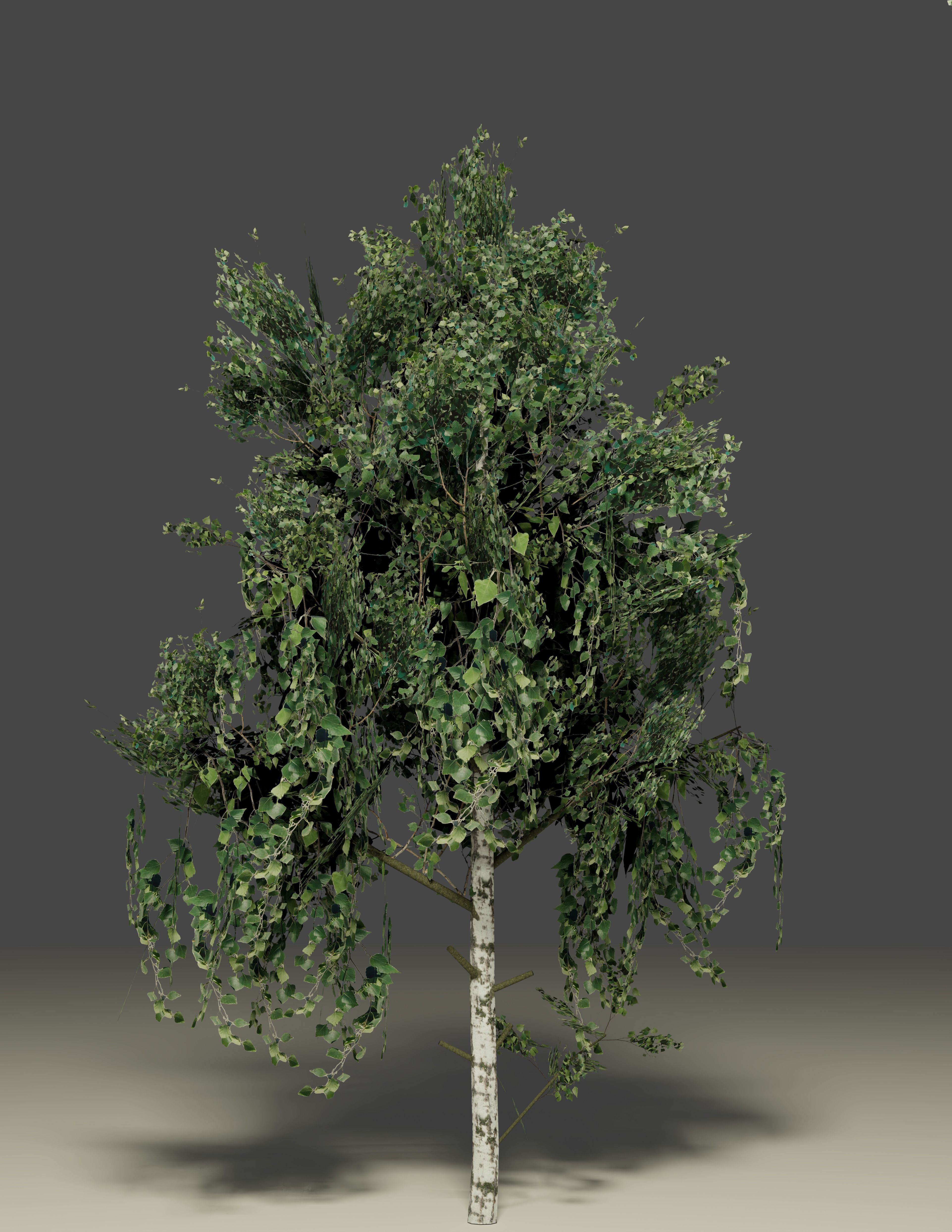 3D model Birch with photobased textures for games VR / AR / low-poly | CGTrader