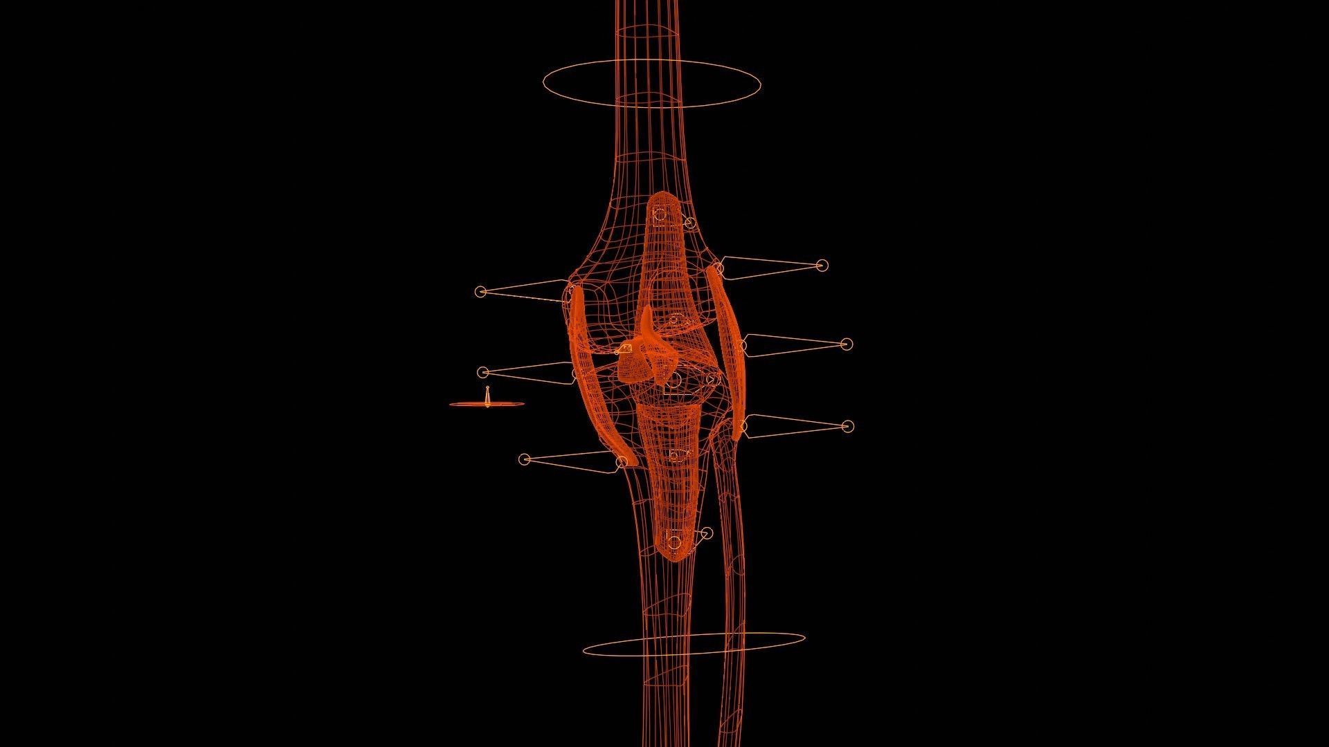 3D model Knee anatomy template VR / AR / low-poly | CGTrader