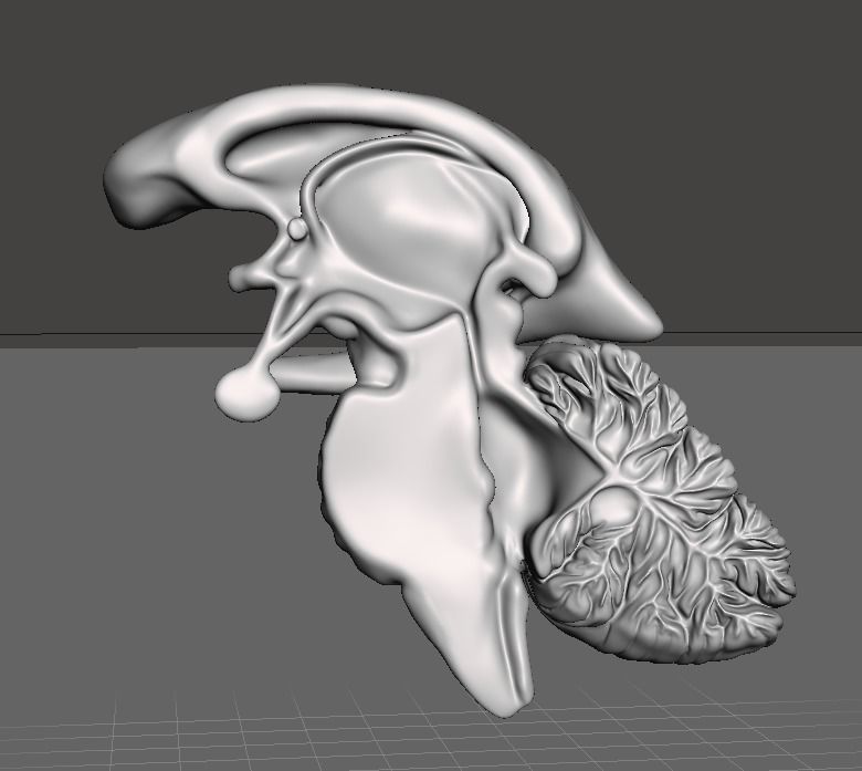The diencephalon and brainstem 3D model 3D printable | CGTrader