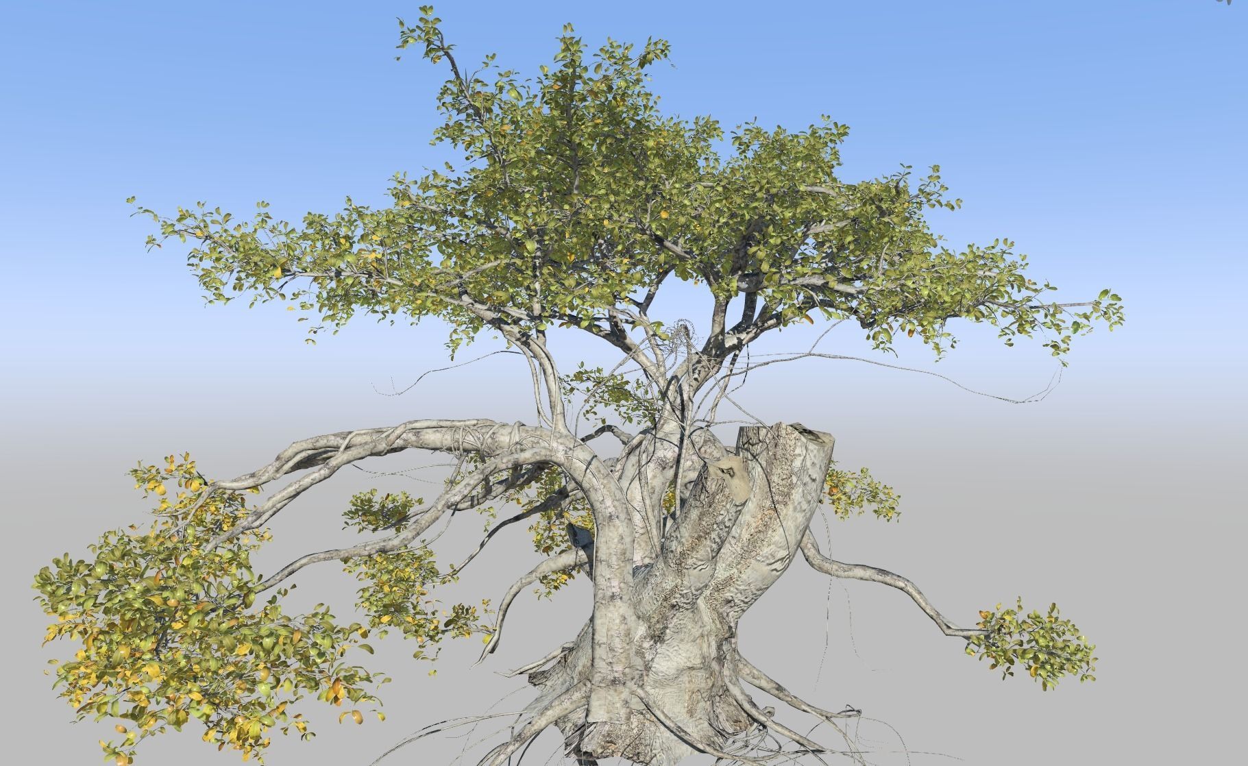 3D model 4 curved banyan tree02 Pack VR / AR / low-poly | CGTrader